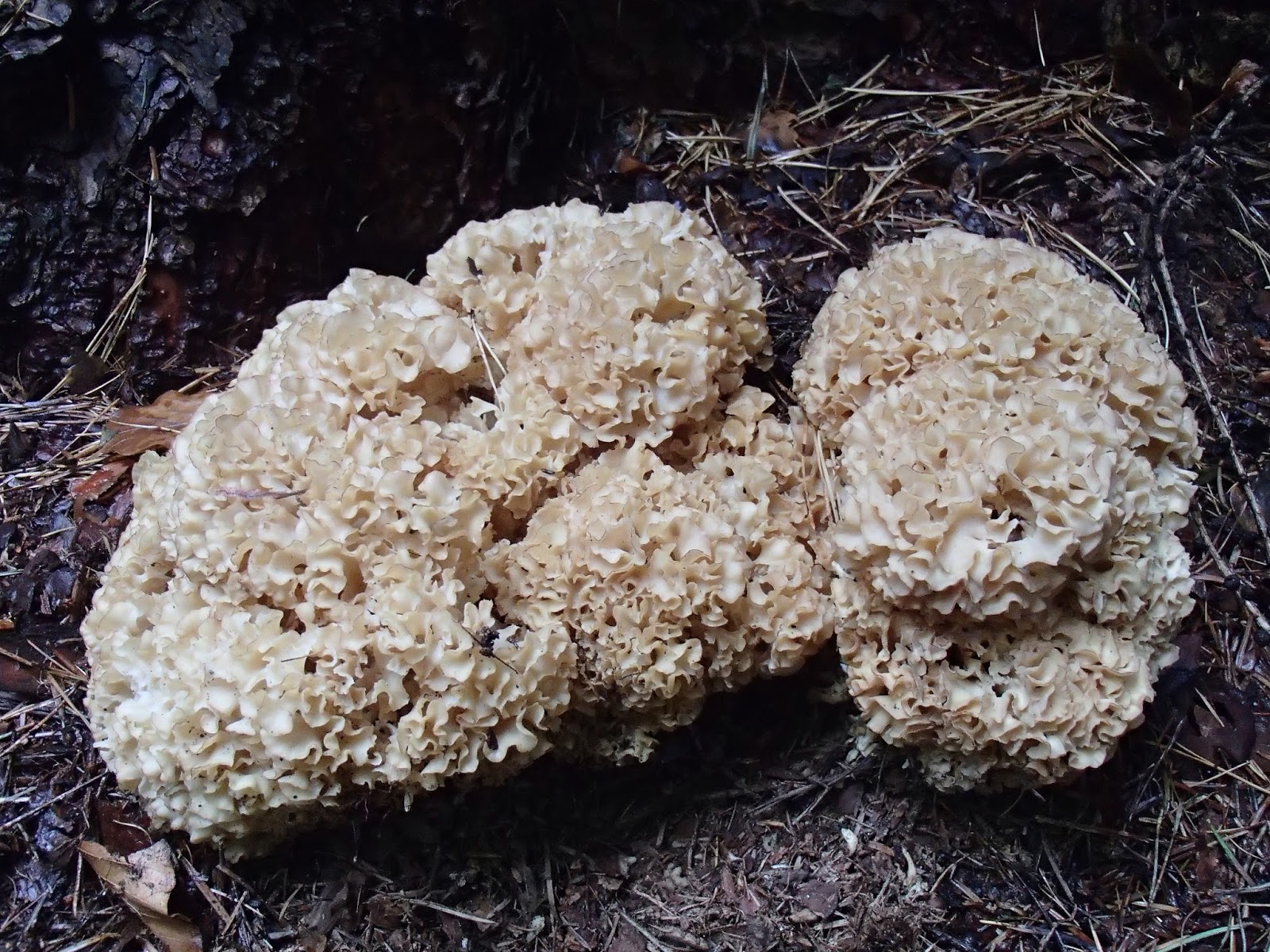 MOJA MENAŻERIA : Szmaciakowo - siedzuniowe historie