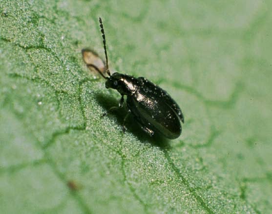 Rutgers Master Gardeners of Burlington County Blog: Pest of the Week ...