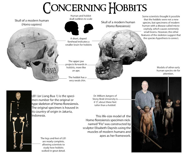 The Cephalic Investigation - Race Eugenics & Dysgenics - Race and Skull ...