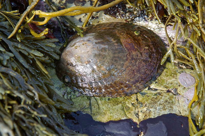 Catalogue of Organisms: The Mighty Limpets