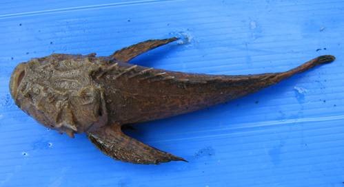 MAKALAH IKTIOLOGI IKAN LAPU-LAPU (IKAN LEPU) - NYIMAKPELAJARAN NET