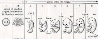 IPA: Fase janin trimester