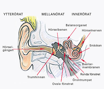 Hayyans Islamiska Förening (HIF): Från örat till det Sanna Ljudet