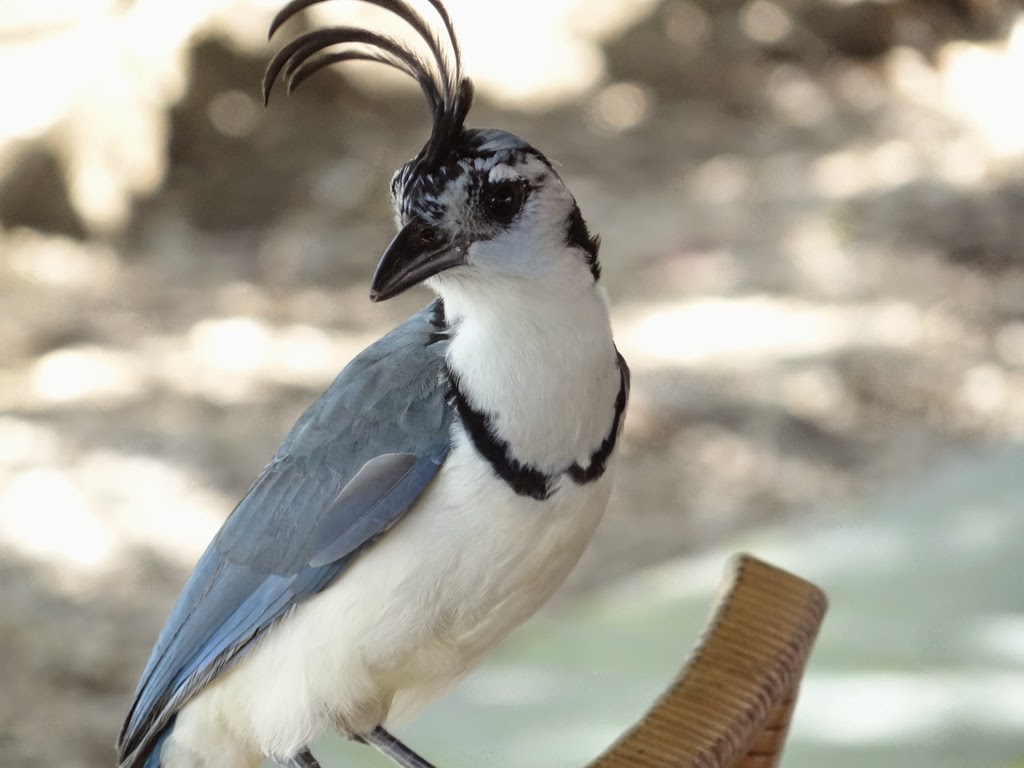 Bellas Aves de El Salvador: Calocitta formosa (Urraca copetona ...