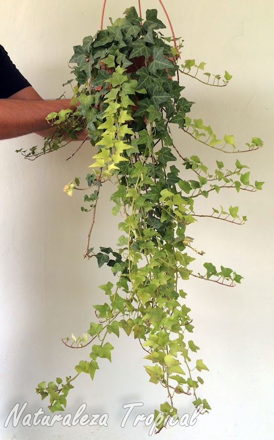 Aprende a cuidar tus hiedras con nuestros consejos, Hedera spp | Plantas