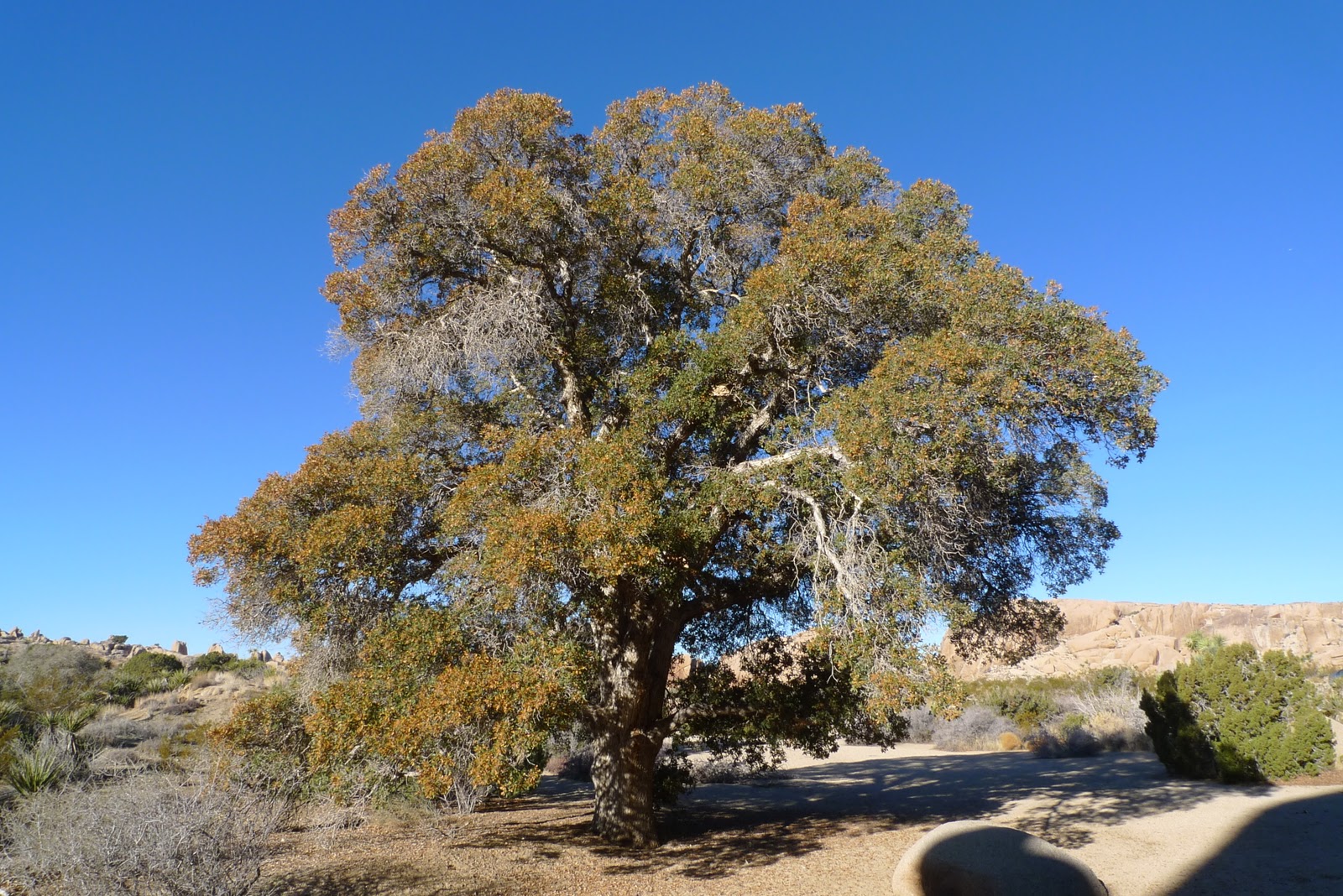 Wild Harvests: Joshua Tree