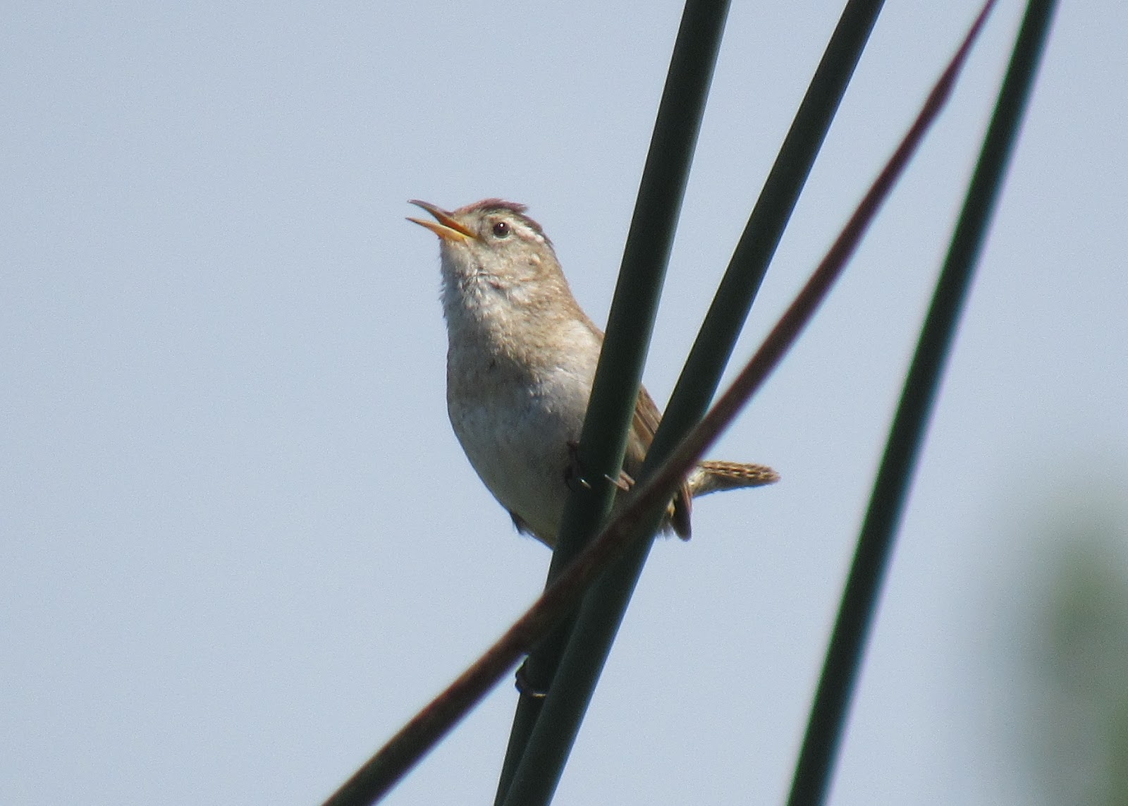 Nesting Marsh Wrens
