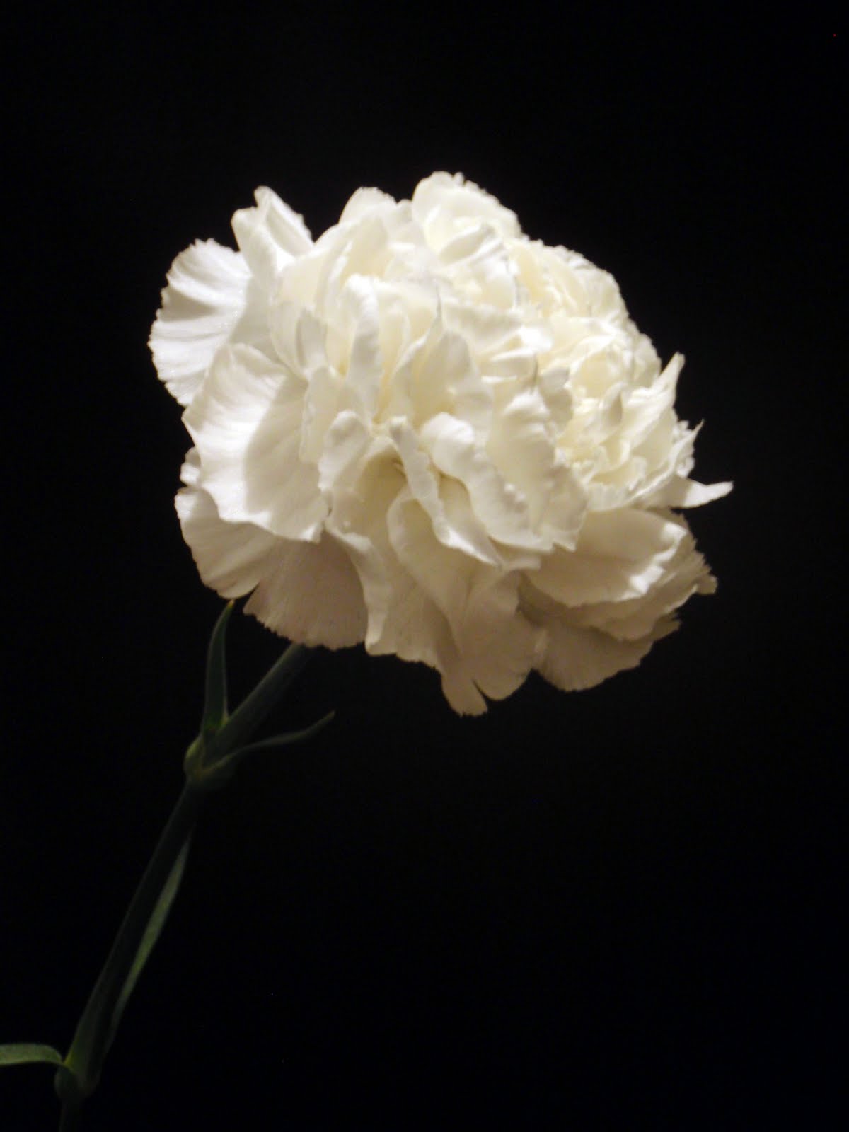Light and Darkness: Influence And White Carnations