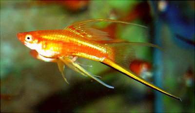 Shamudra Bilash: Sword Tail & Molly Fish