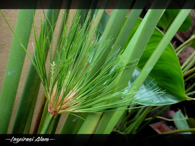inspirasi alam: Cyperus Papyrus... Penyeri Laman & Penawar Luka...