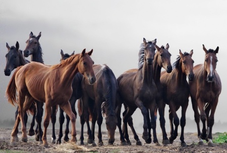 Poze Cai Horses Wallpapers: Poze Cai de rasa horses -6