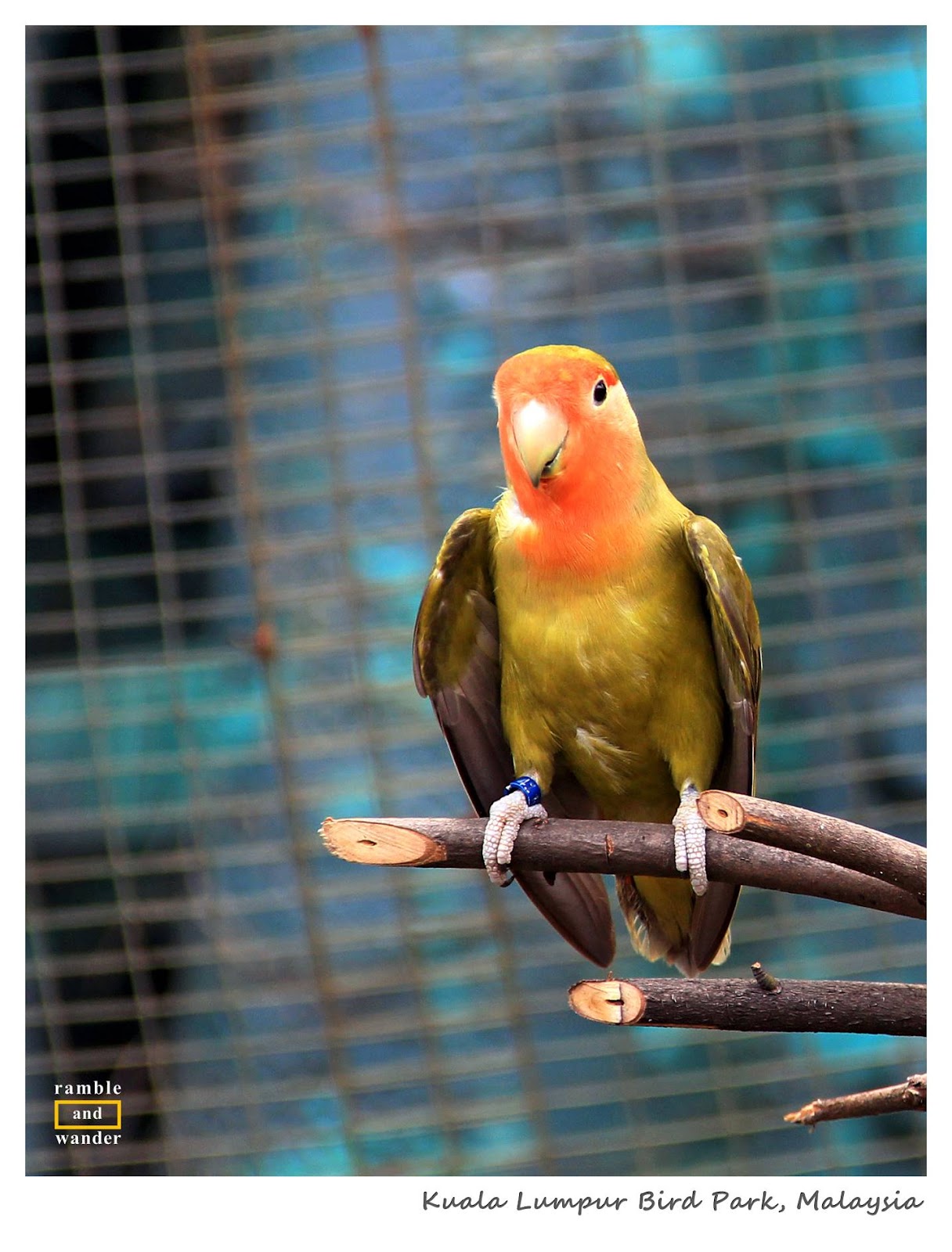 Malaysia: Kuala Lumpur Bird Park - Ramble and Wander