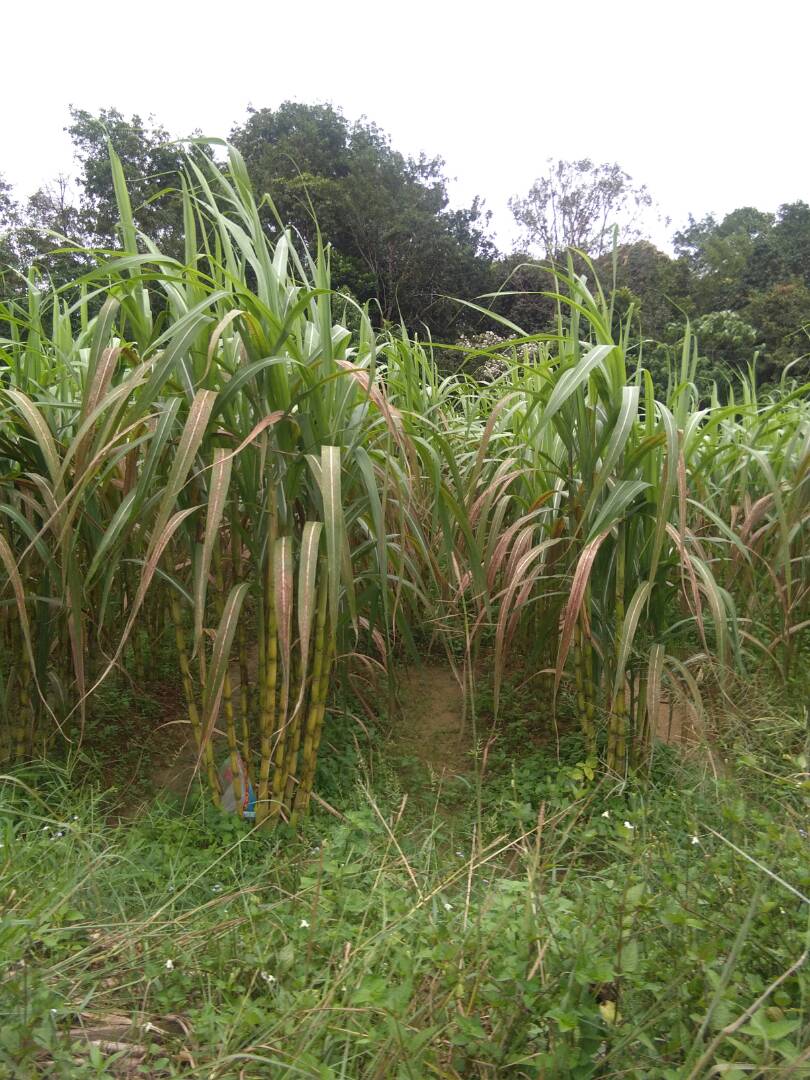 Pokok Tebu Berbunga Atau Tidak - SavannaminLawson