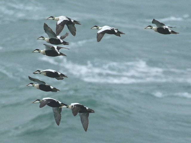 Portland Bird Observatory and Field Centre: 4th April