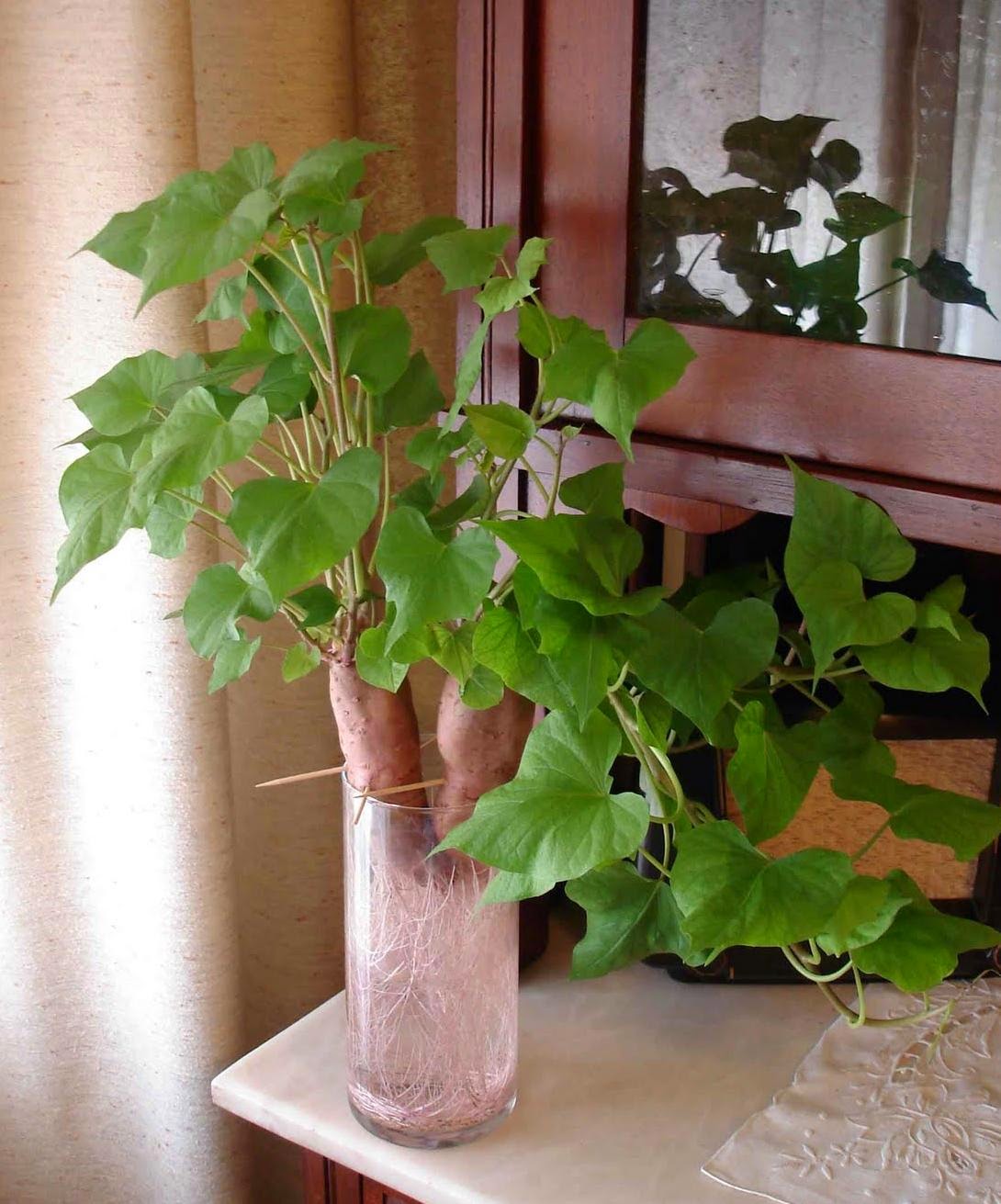 De seguida basta tirar os palitos e colocá-la na terra, com um ...