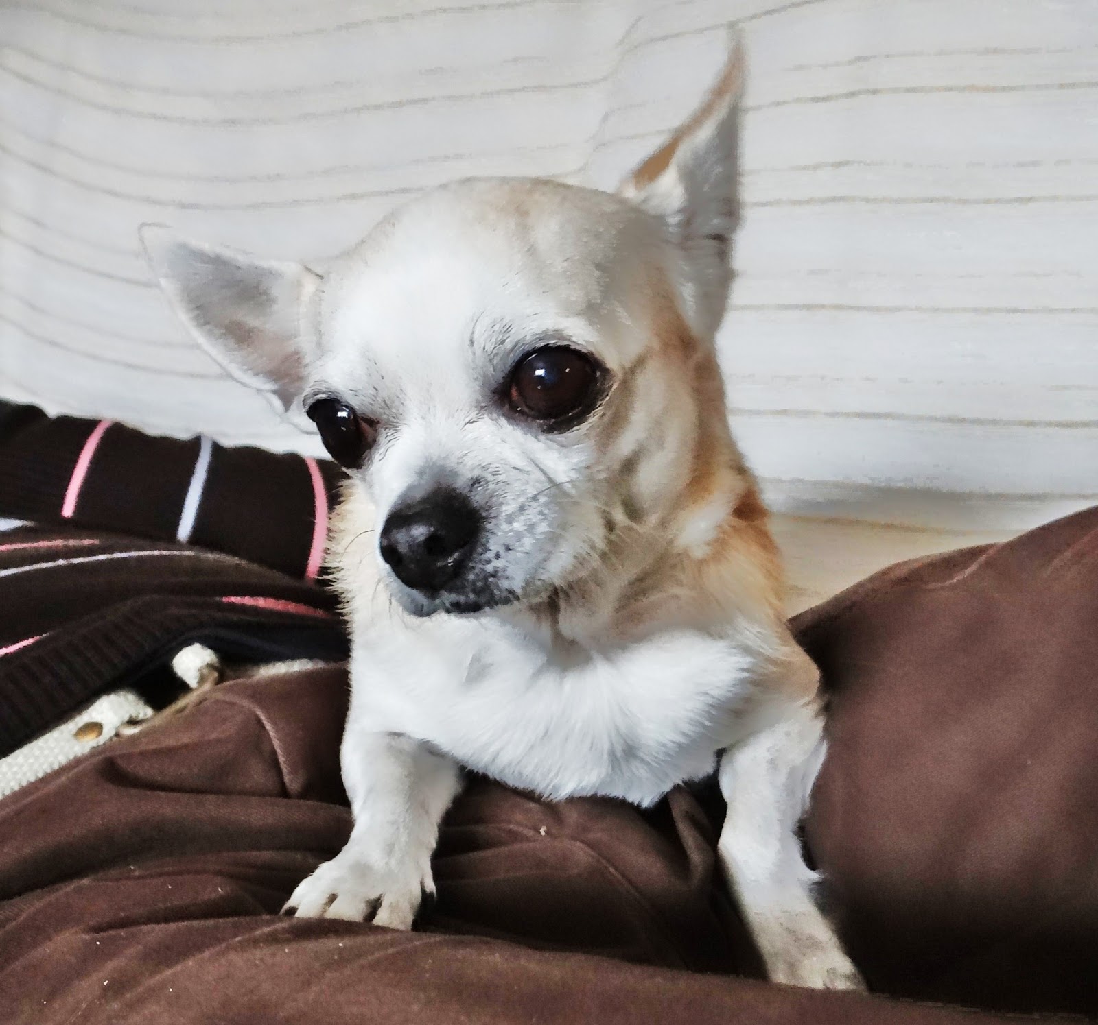 María de la O: Los perros más guapos del mundo