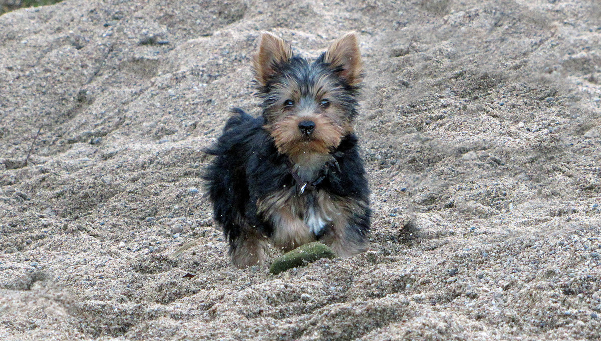 La mulți ani Azorel! (2 ani) - Blogul Larisei