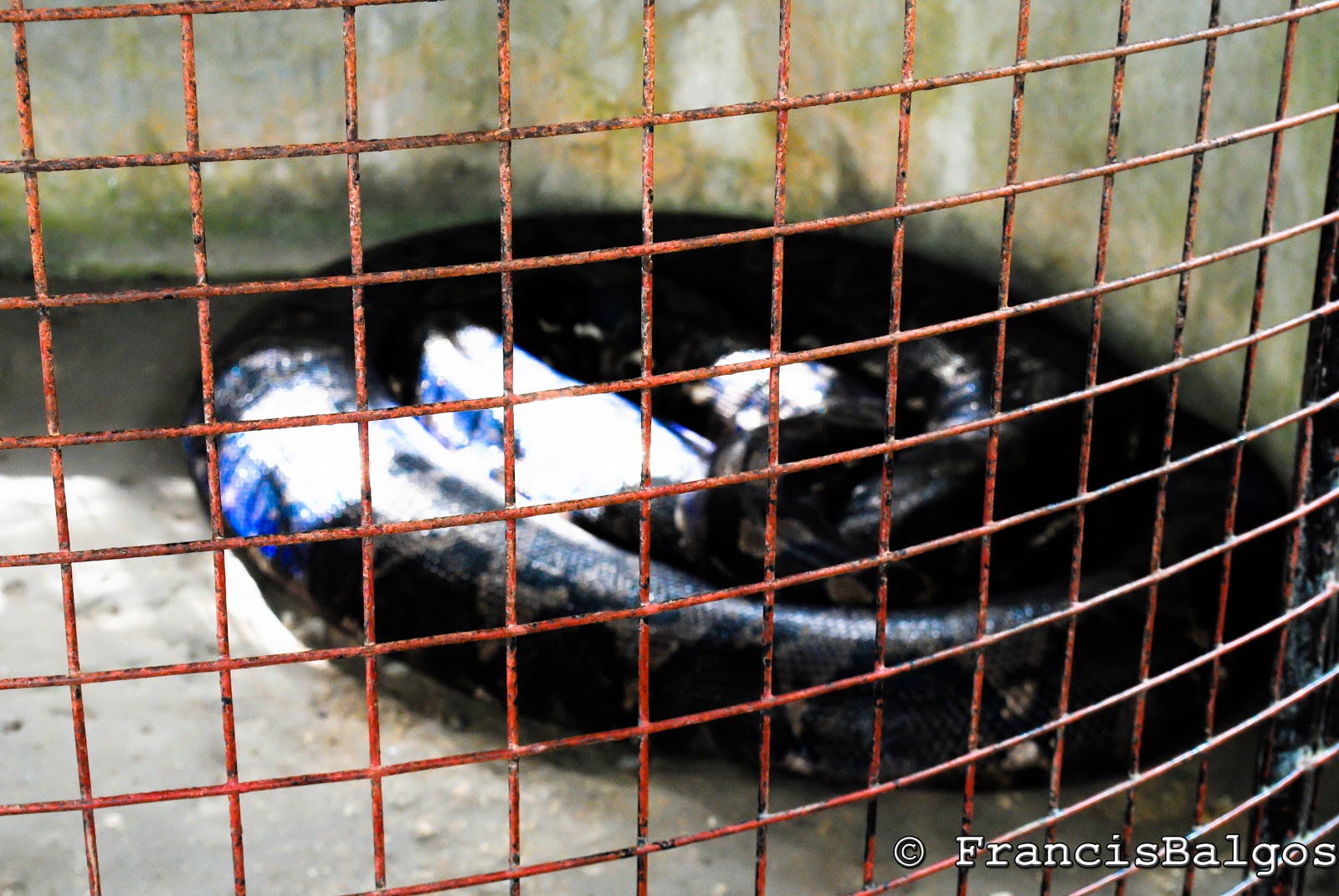 Bohol | Biggest Python ~ Pala-lagaw