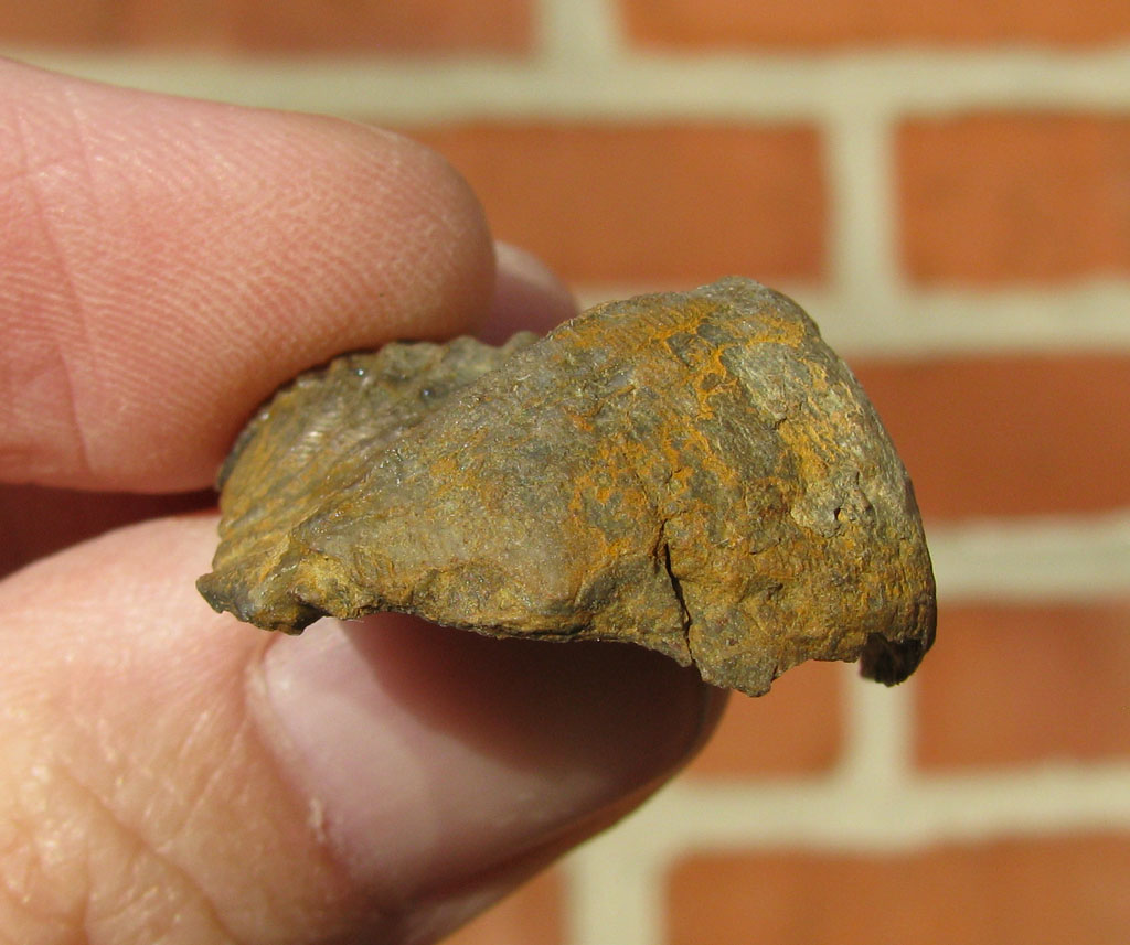 Views of the Mahantango: Leptaena analogaeformis brachiopod from Poland