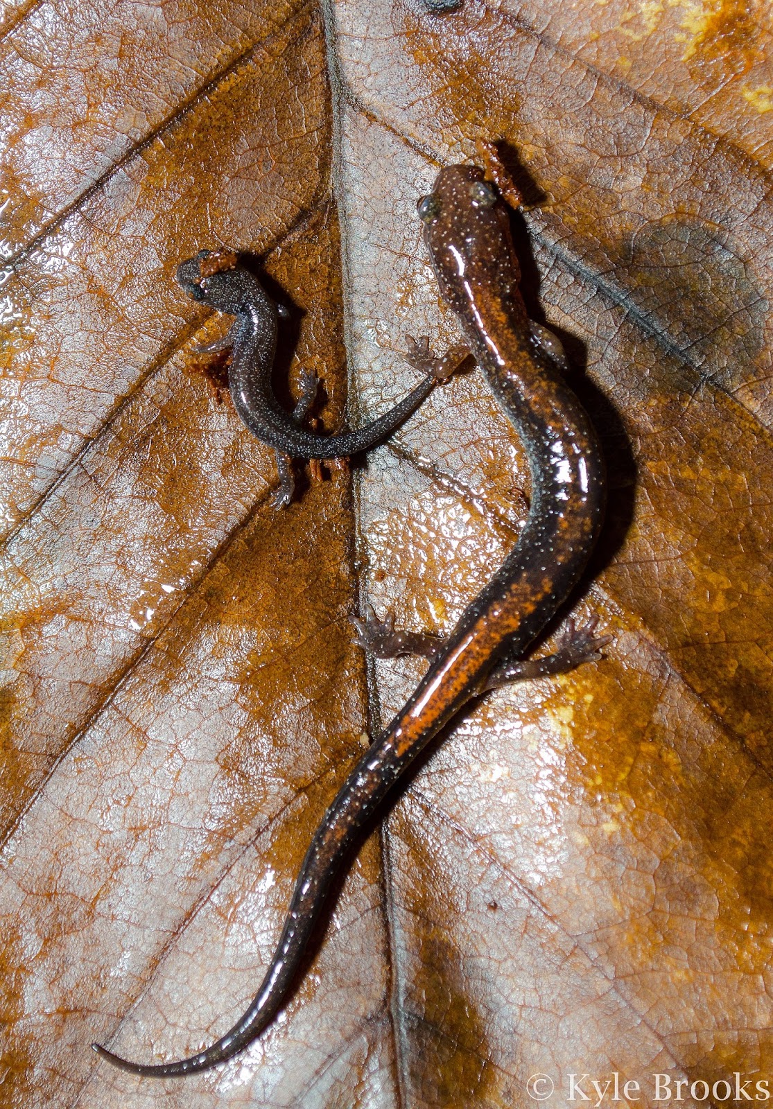 On the Subject of Nature: The Red-Backed Salamander, Plethodon cinereus