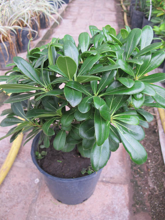 Cultivo Morita: Arbustos latifoliados