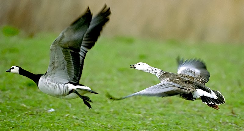 Bird Hybrids: Snow Goose x Canada Goose