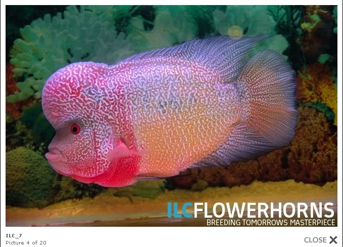 Flowerhorn The Hybrid Cichlids: Best Flowerhorn