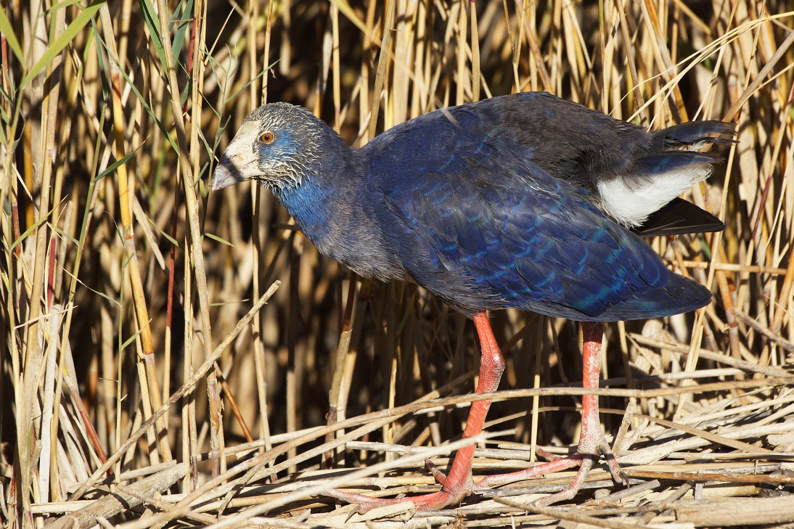 Pasión por las aves: Calamón común.(Porphyrio porphyrio)