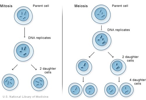 What Is A Cell Division Biology Structure Of Science Technology what-is-a-cell-division-biology-structure-of-science-technology