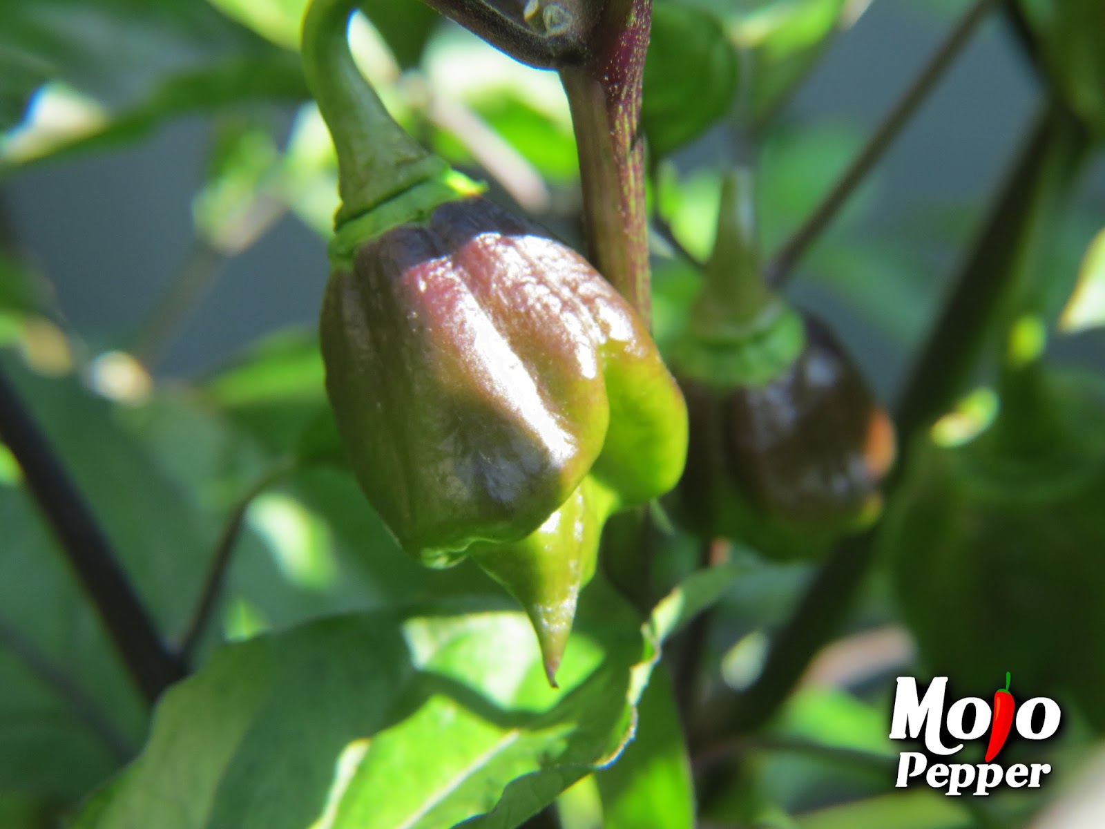 The Mojo Pepper - Just a Chili Pepper grower: Mojo Big Brown Kathumby ...