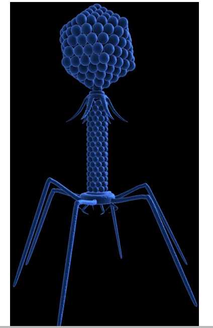 Knowledge Class: Bacteriophages