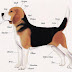 Body parts of Beagle dog ~ The Animals Planet
