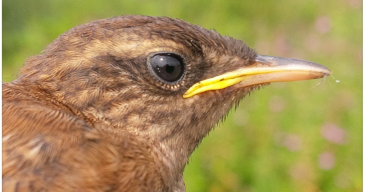 Northamptonshire Birding: County bird ringing...