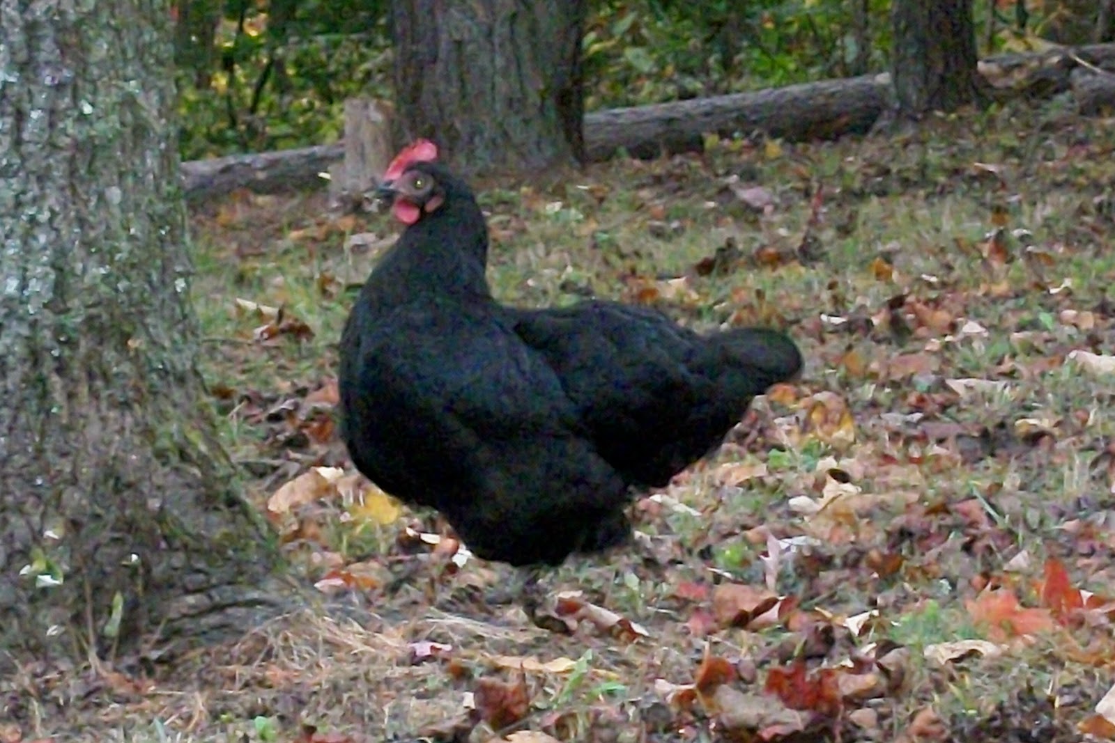 Natural Chicken Keeping: What to Look For in Black Australorp Chickens