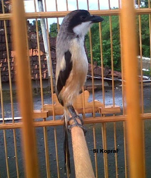 Ciri Ciri Burung Cendet Yang Baik Untuk Ocehan dan Lomba