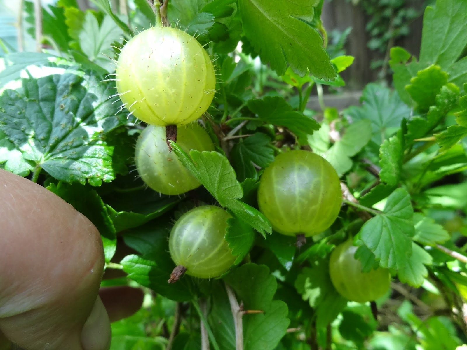 Down on the Allotment: Gooseberries!