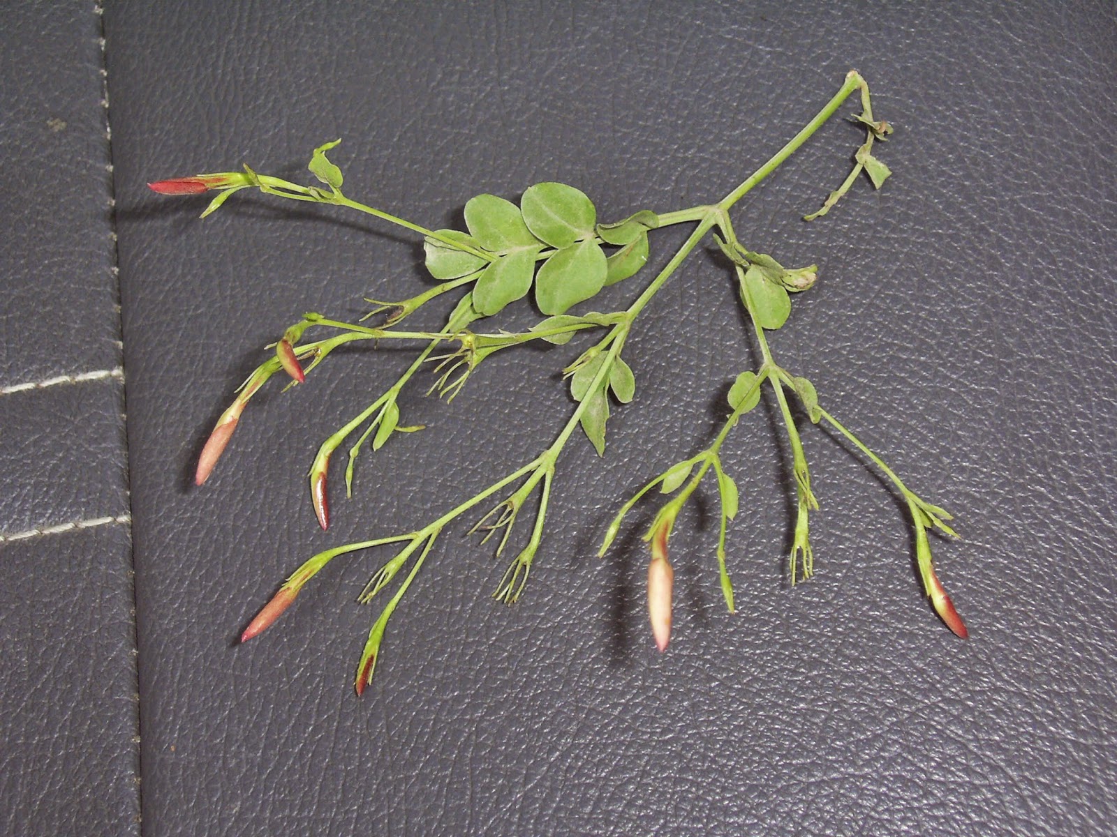 Endah Murniyati's Journey: MELATI GAMBIR - PART 3