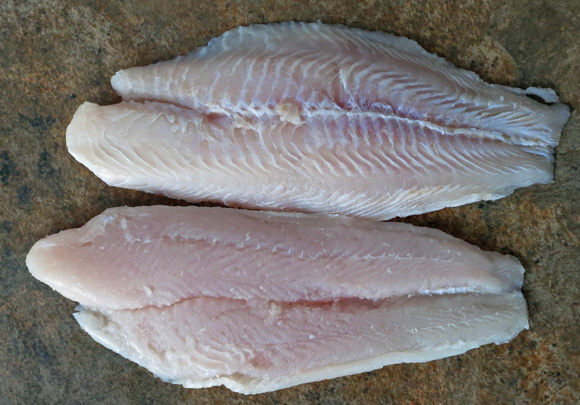 Barramundi! - memeBee #van4um