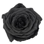 Signification de la couleur des roses | Avenue Romantique