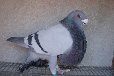 JOSE ANTONIO: LA ORNITOSIS APARECE ASOCIADA