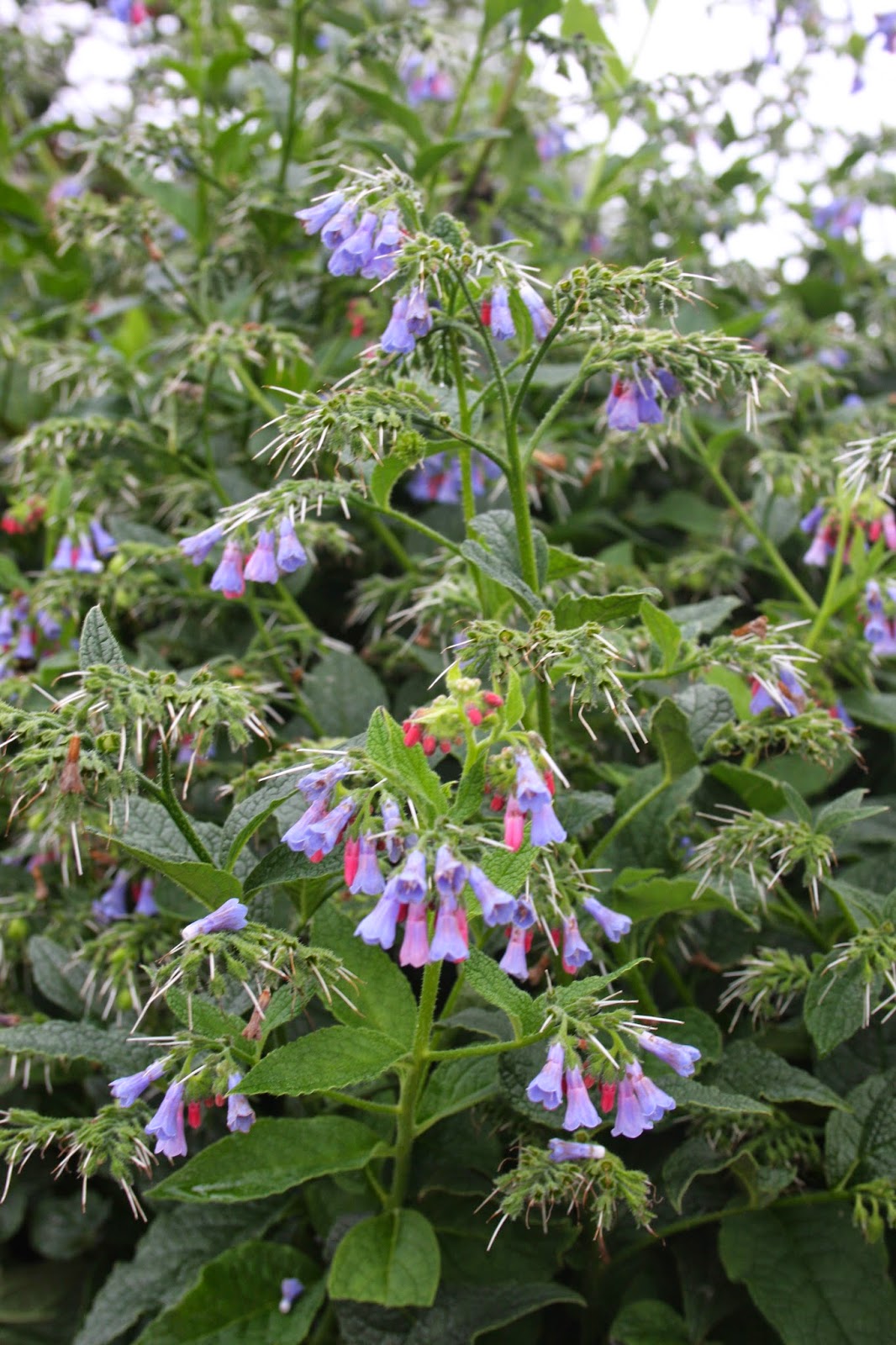 Siniunikon: Kotka Redutti