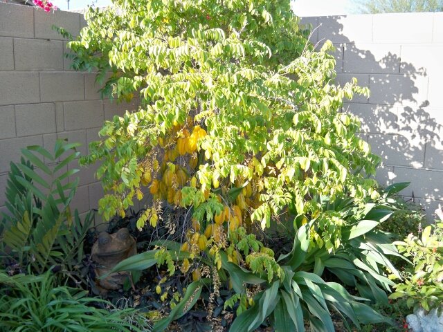 Star Fruit - Growing Exotic Fruit Trees - A Stroll Thru Life
