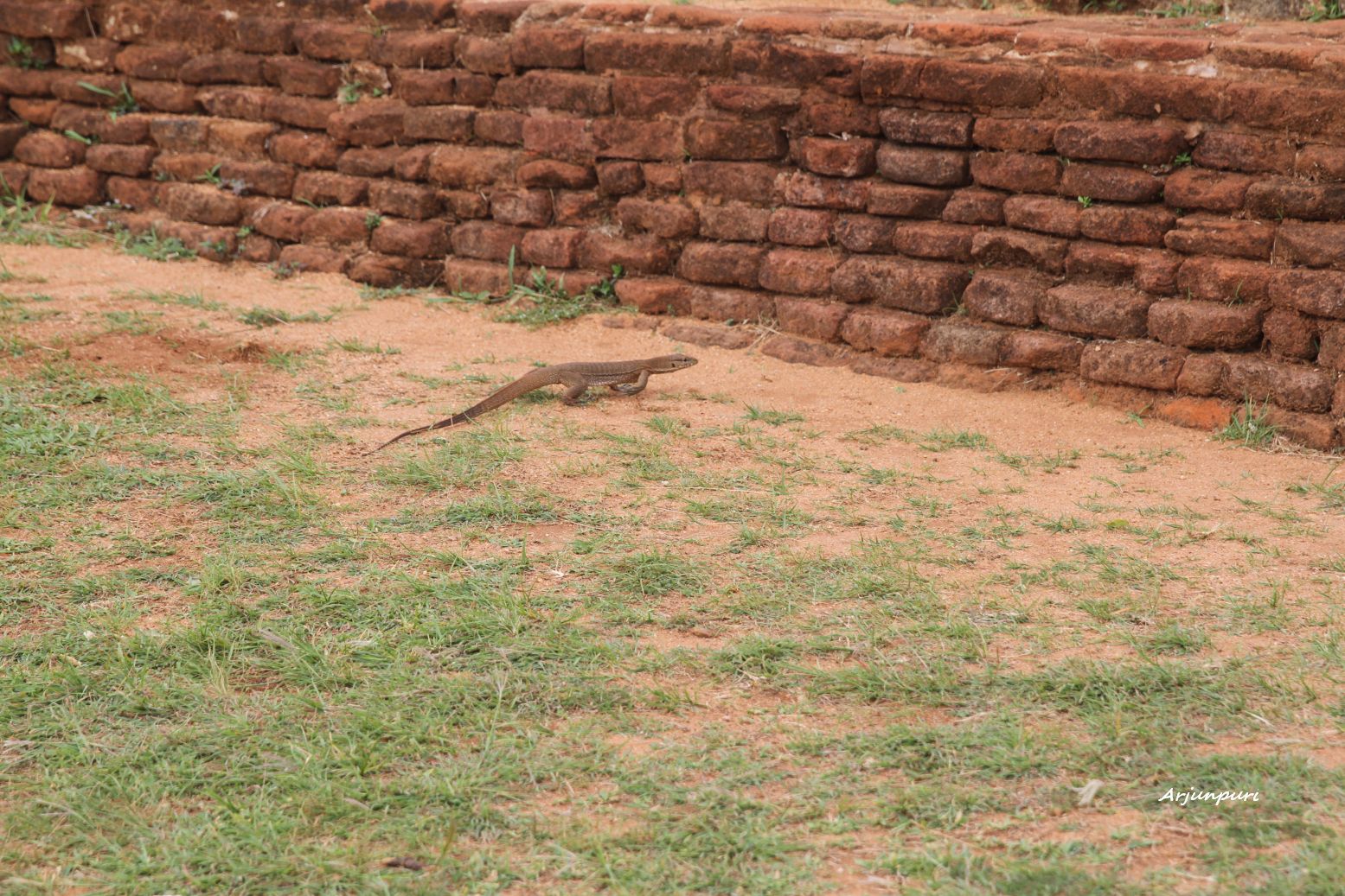Arjunpuri in Qatar: Lankan diaries: Sigiriya Rock Fortress - the Eighth ...