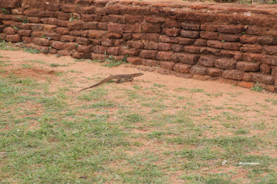 Arjunpuri in Qatar: Lankan diaries: Sigiriya Rock Fortress - the Eighth ...
