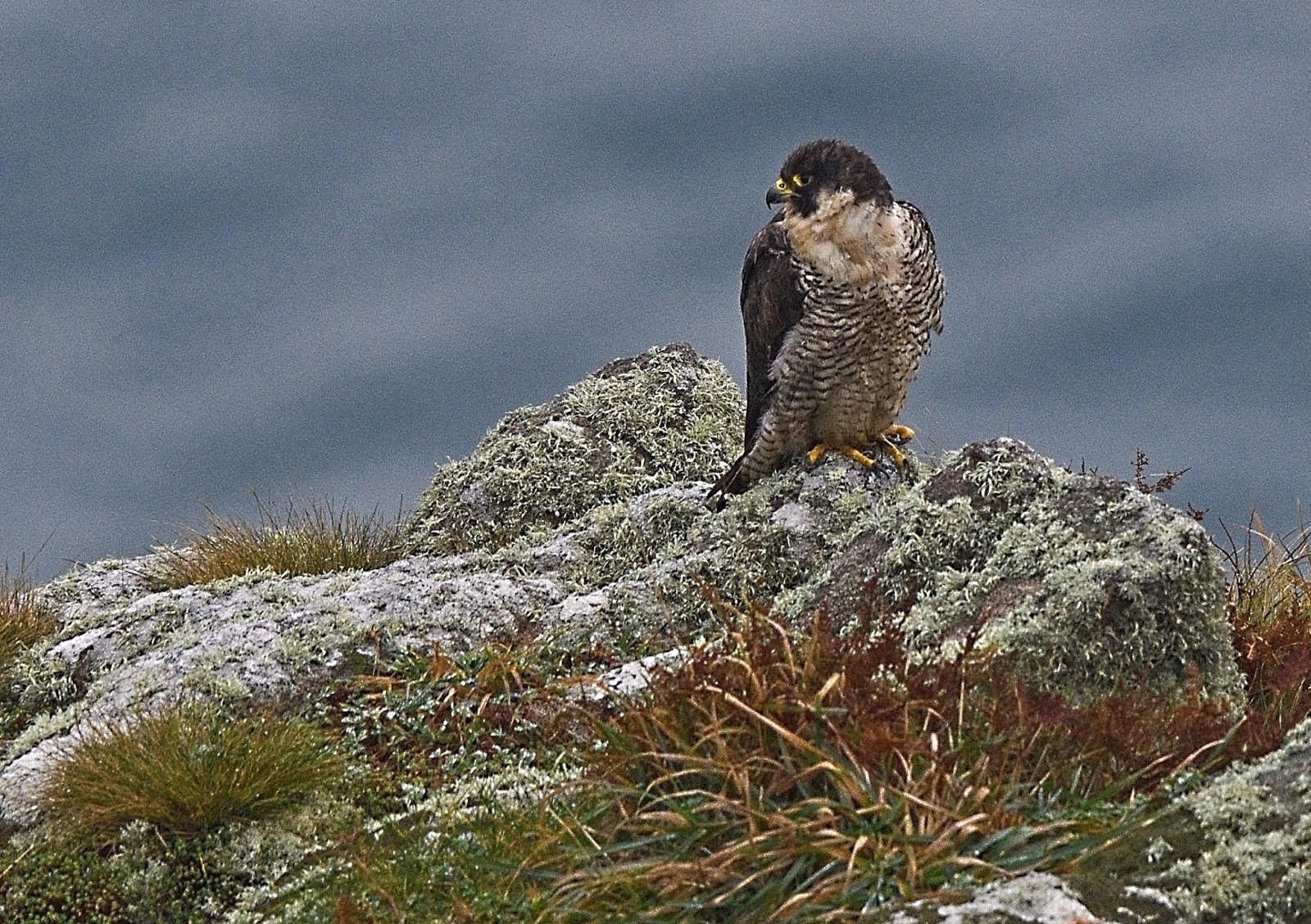 Alan James Photography : Peregrine Falcon Portraits