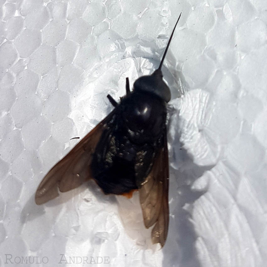 Insetologia - Identificação de insetos: Mutuca Fidena no Rio de Janeiro