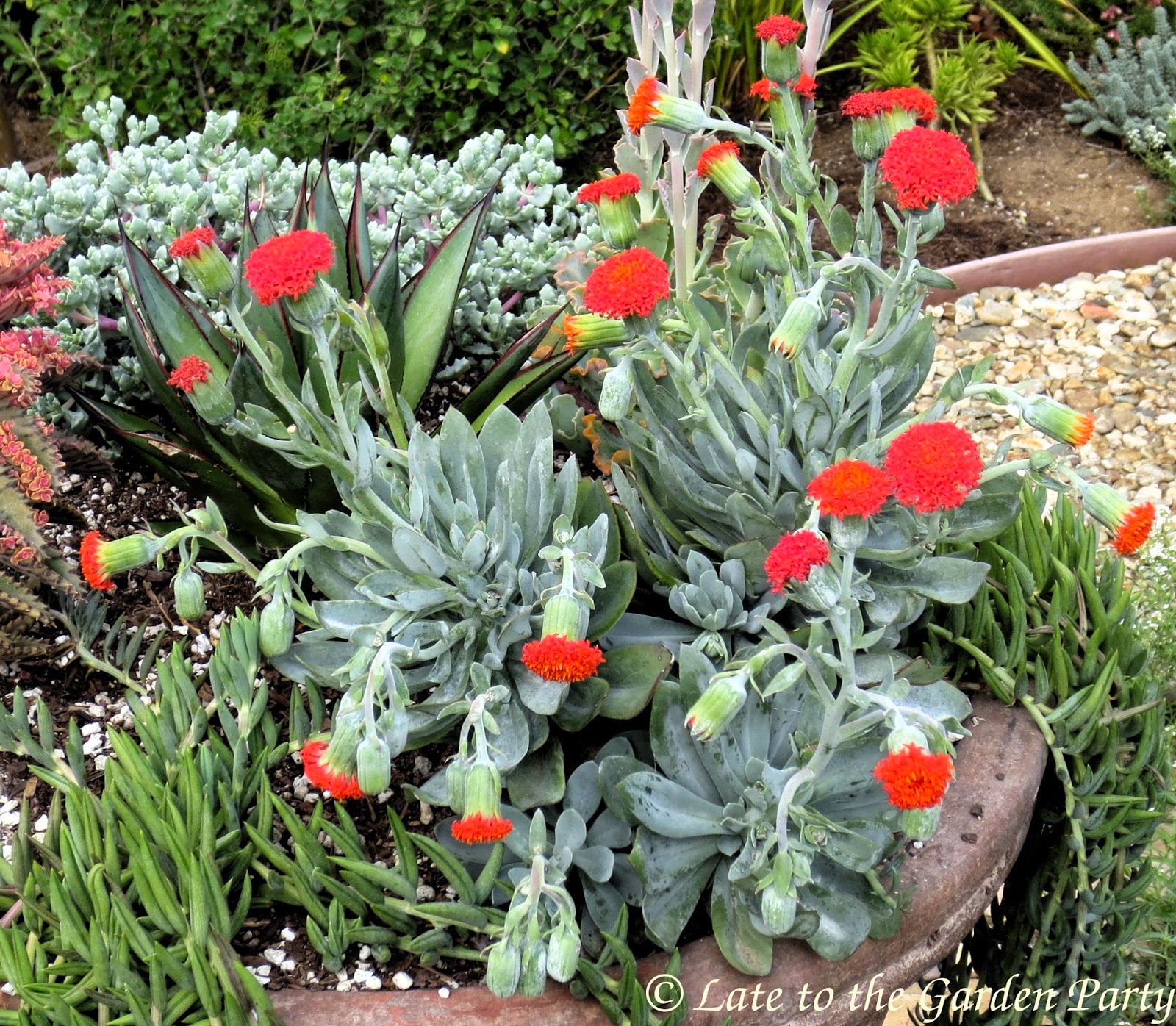 Late to the Garden Party: My favorite plant of the week: Senecio fulgens