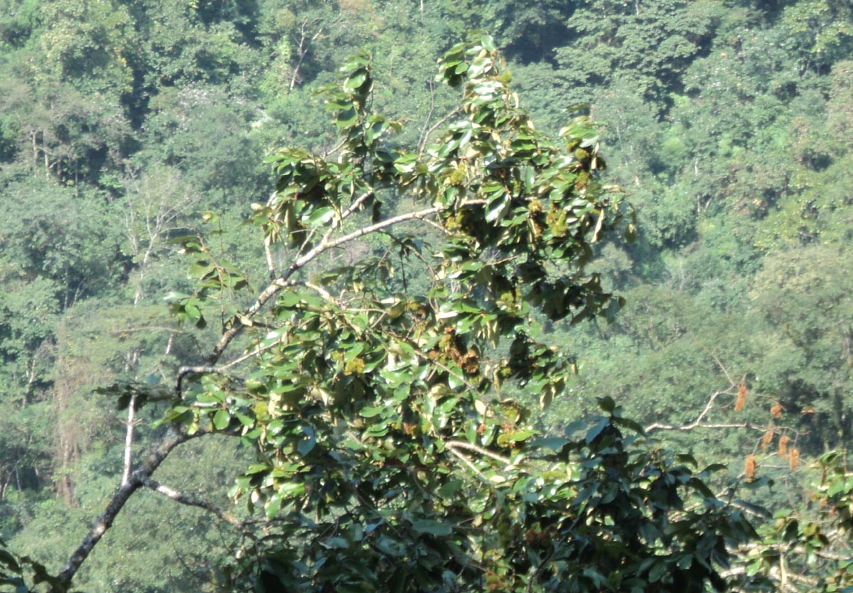 प्रकृति: Chestnut In A Decade