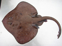 Artes de Pesca: VAMOS A PESCAR RAJELLA, RHINORAJA, RIORAJA, Y ROSTRORAJA