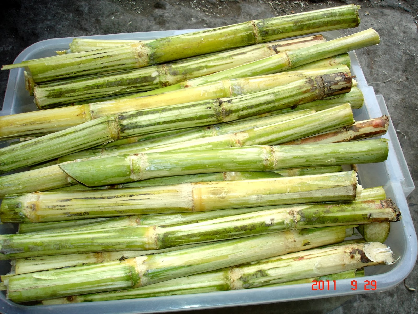 BLOG DEDY SYAHPUTRA: PENJUAL TEBU DAN MANFAAT AIR TEBU